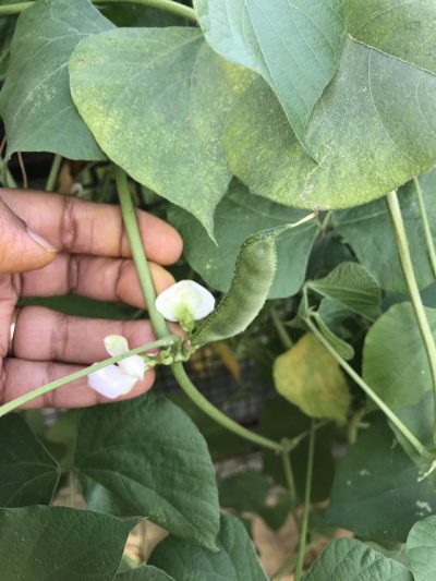 Sheem Paturi - Flat beans in Banana Leaf Parcels - Saffron Trail
