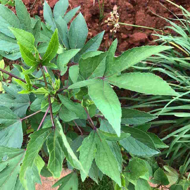 Gongura Pappu Gongura Dal Roselle Leaves And Lentils